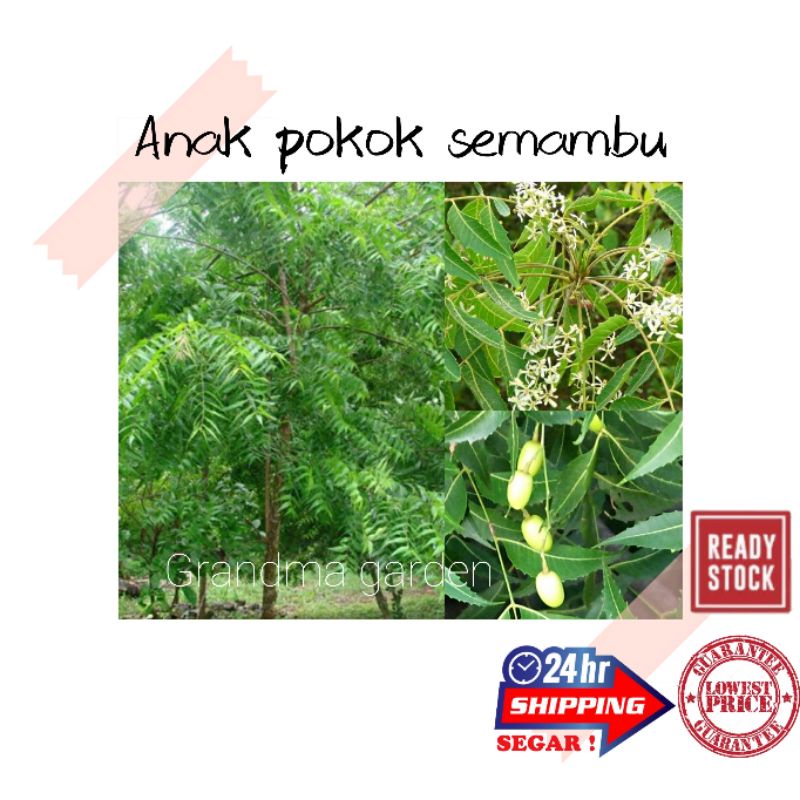 (GG real plant) anak pokok semambu ^ pokok neem herbal plant effect of ... (GG real plant) anak pokok semambu ^ pokok neem herbal plant effect of ...