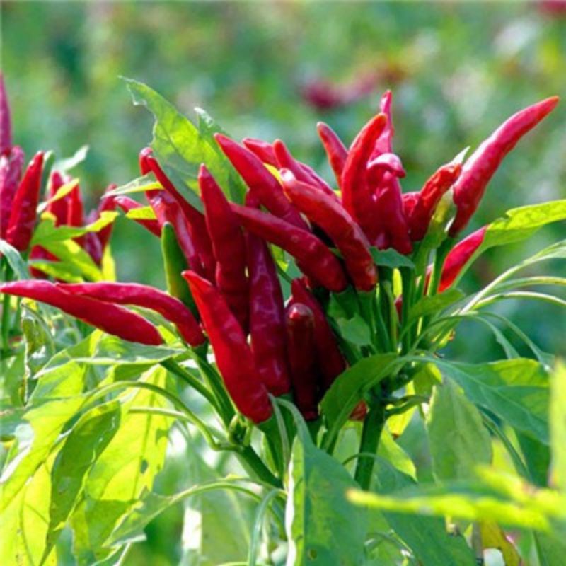 8 Biji Benih - Cili Api Merah 红朝天椒种子 | Shopee Malaysia