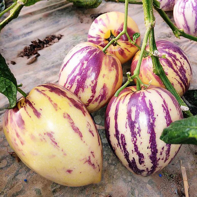 Biji Bernih Pepino Melon Bonsai(12 Seeds)/人参果种子/Ginseng Fruit Seeds ...