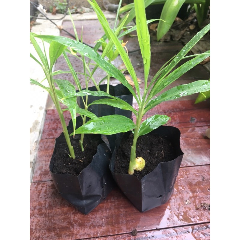 Live plant - Halia Bentong | Shopee Malaysia