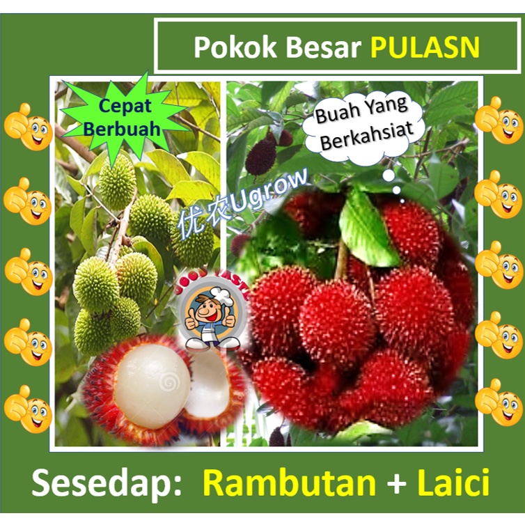 Anak Pokok Buah Pulasan 葡萄桑 树苗 山荔枝 树苗 Nephelium Rambutan | Shopee Malaysia