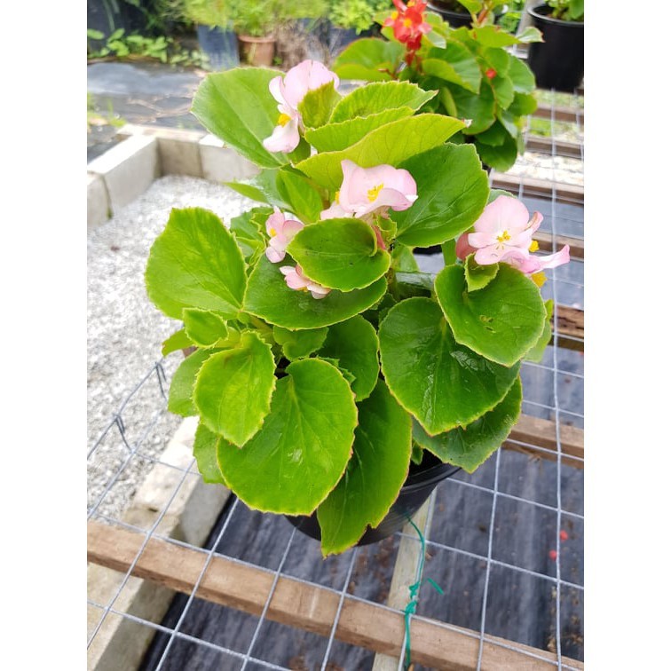 Bergonia bunga (free shipping west malaysia) | Shopee Malaysia