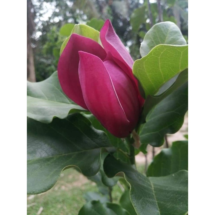 Anak Pokok Cempaka Merah/Purple Red Magnolia | Shopee Malaysia