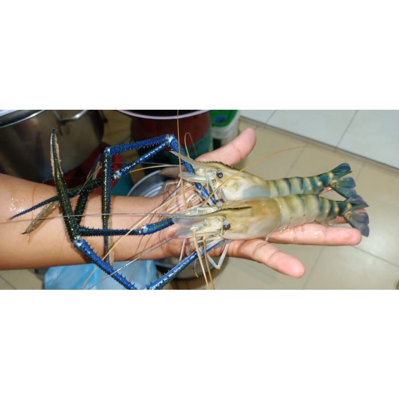 Mata Kail udang galah ( home made ) hook prawn | Shopee Malaysia