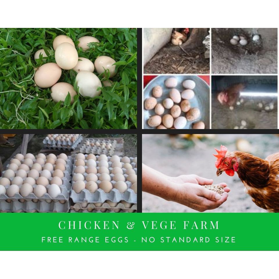 Eggs: (15 or 30 eggs box) | Shopee Malaysia