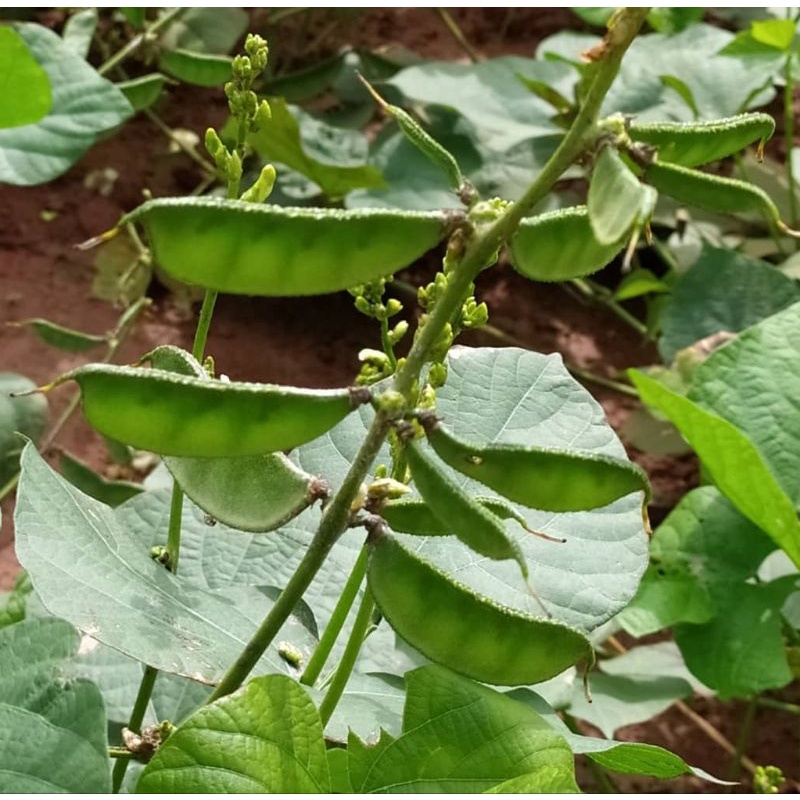 5 pcs benih kacang sepat (biji putih) kacang komak bali/avarekai ...