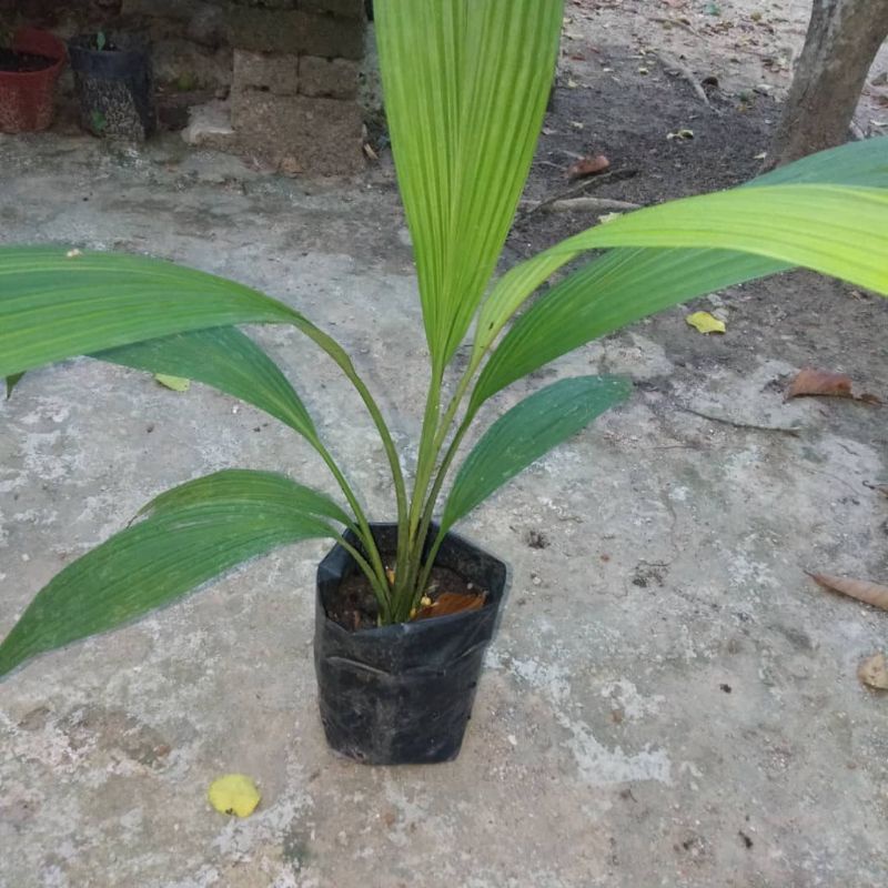 🔥Pokok Lemba / Pinang Puyuh (pokok herba) penawar santau🔥 | Shopee Malaysia
