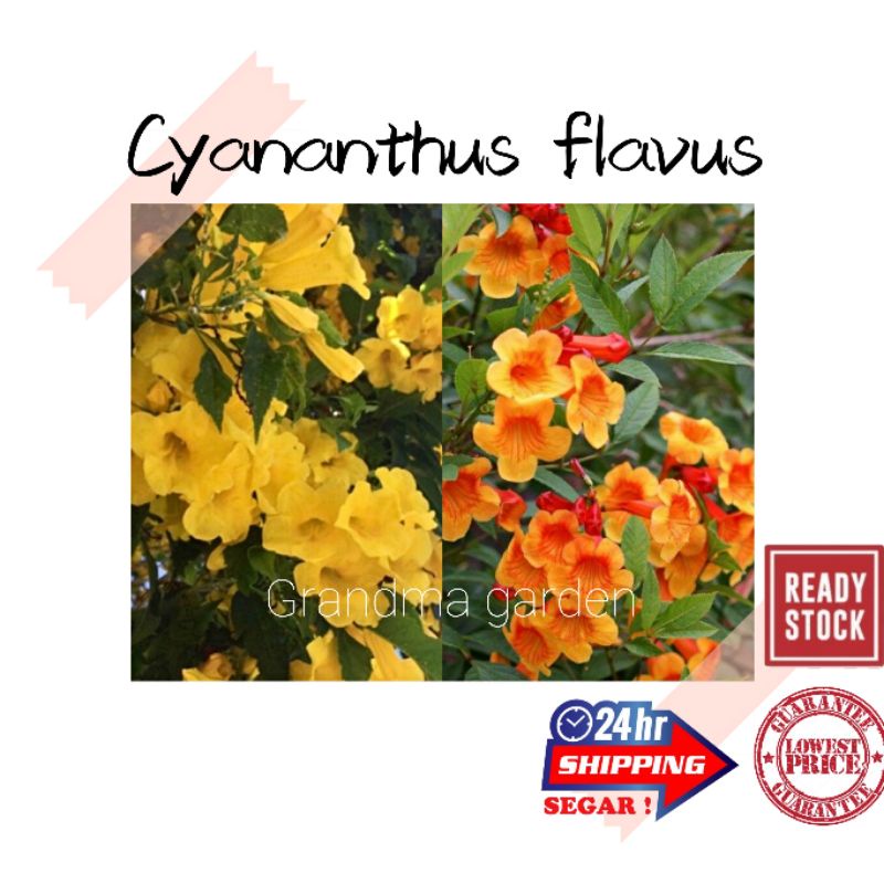 (GG real plant) cyananthus flavus bunga kuning ^ tecoma stans orange ...