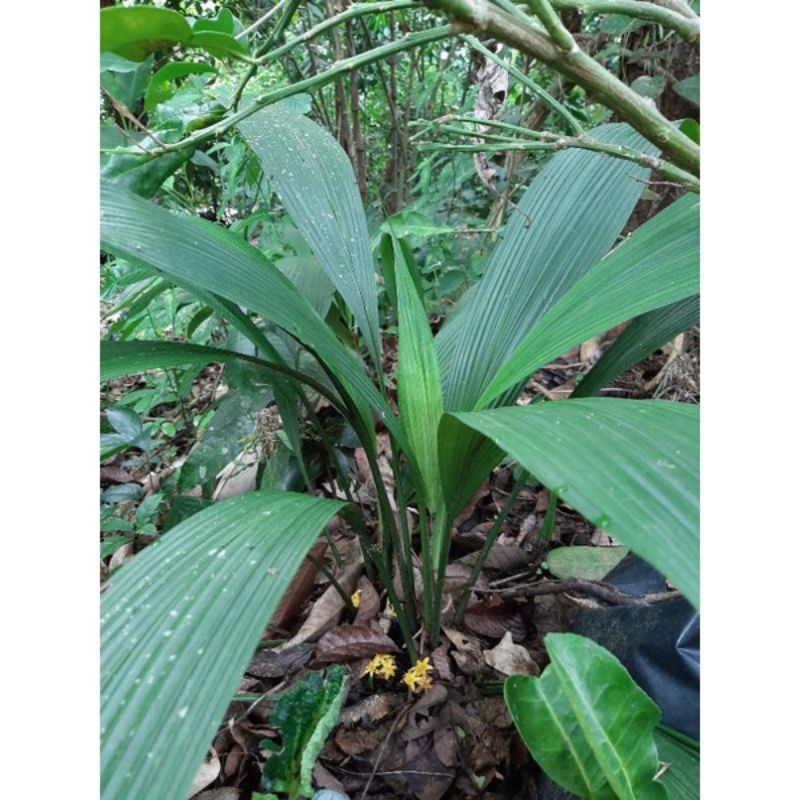 Anak pokok herba lemba/ pinang puyuh/ lembar | Shopee Malaysia