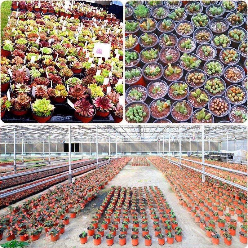 PVC pots whole 500pcs) | Shopee Malaysia