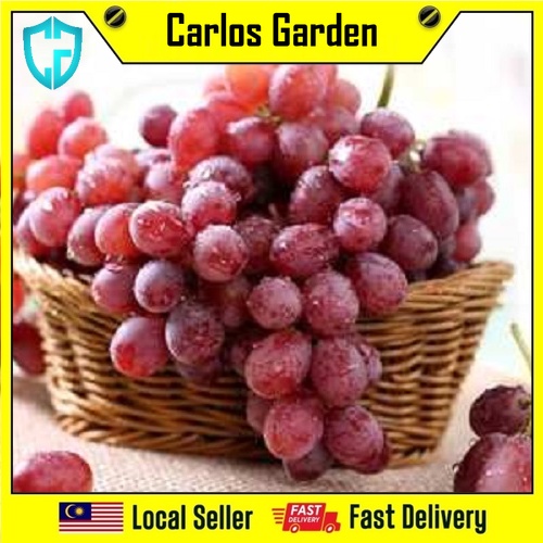 Anak Pokok Anggur Red Shine Muscat Grape Pokok Premium Buah Lebat ...