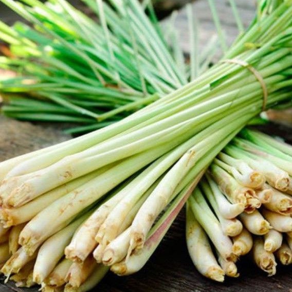 10 keratan Benih Serai (Serai Masakan) | Shopee Malaysia
