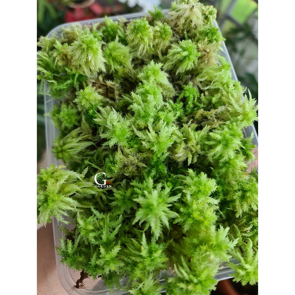 Live Sphagnum Moss / Lumut Hidup For Sale 活苔藓 [Moss][GILAGARDEN ...