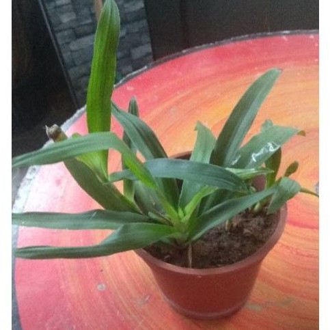 BENIH - RUMPUT BEIJING aka RUMPUT SITI KHADIJAH | Shopee Malaysia