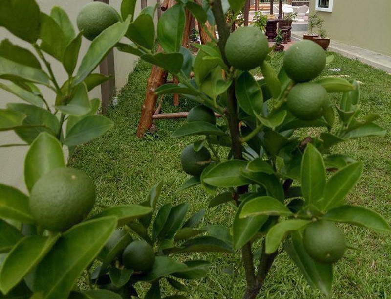 Pokok Limau Bali Sunkis.t Taiwan Saiz Besar | Shopee Malaysia