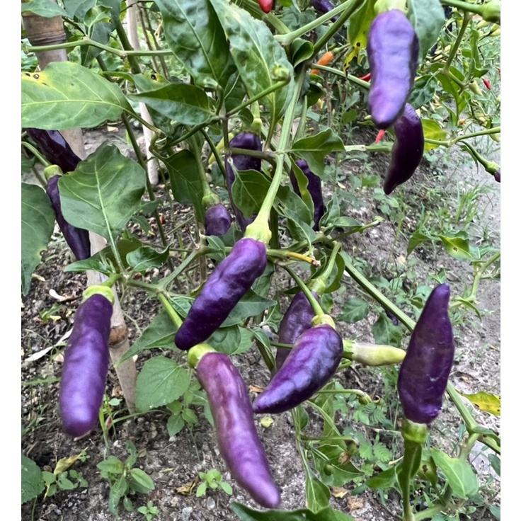 Biji Benih Cili Padi Kampung Ungu 15pcs / Purple Chilli /紫晶小辣椒籽 ...