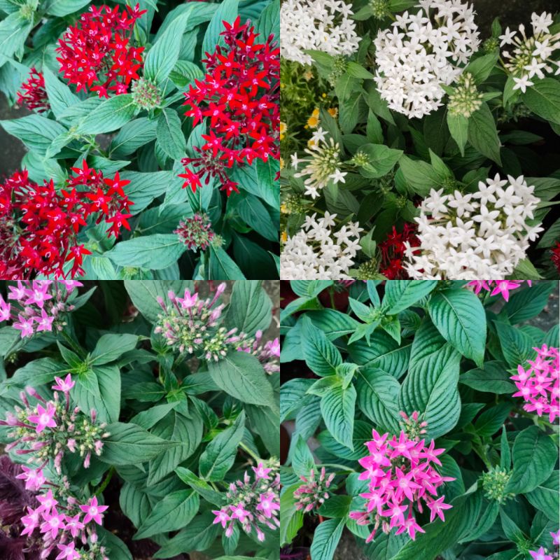 ANAK POKOK BUNGA PENTAS / 繁星花🌸 / LANCEOLATA MERAH PINK / LIVE PLANT ...
