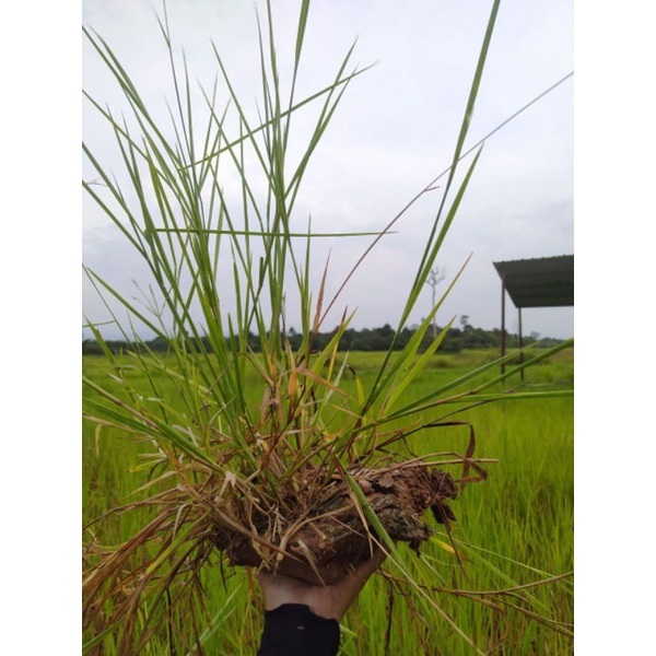 Benih rumput minyak (1 kg) beserta dengan akar dan tanah. Brachiaria ...