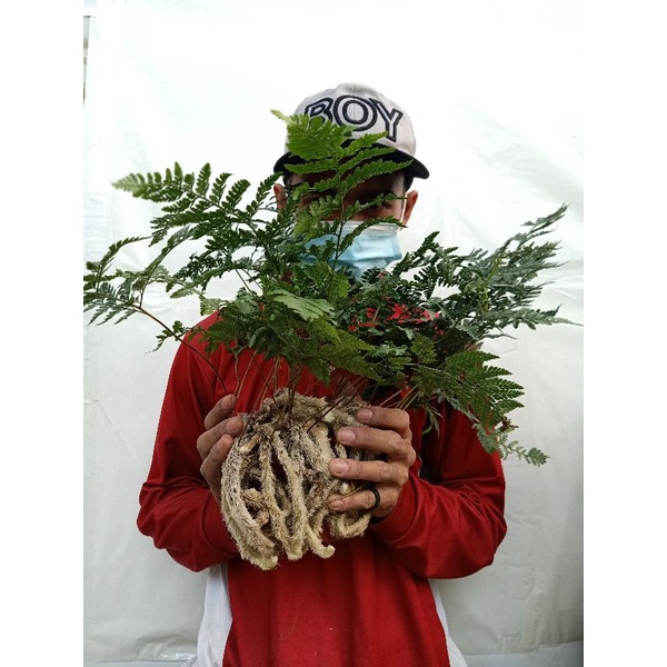 [Paling Horticulture Sdn Bhd] Pokok Rabbit Foot Fern 兔脚蕨 | Davallia ...