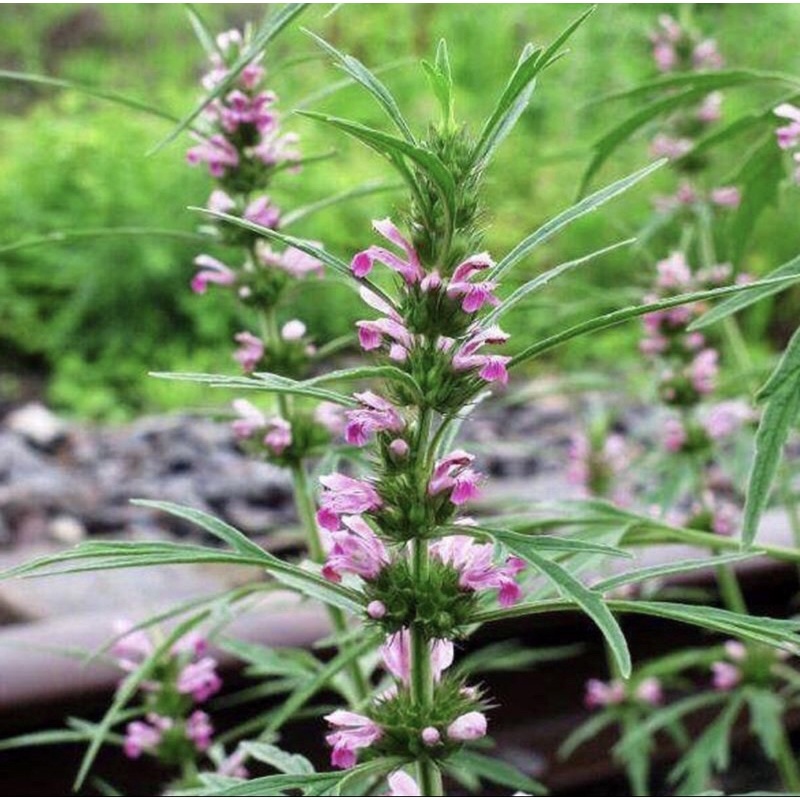 #Leonurus artemisia seeds 30pcs#Biji benih Leonurus artemisia 30pcs ...