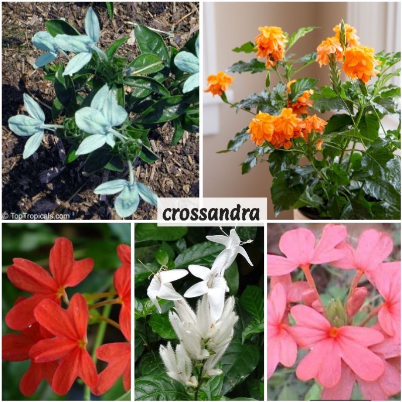 Pokok Bunga Crossandra / Firecracker / Bunga Semperit Pelbagai Warna ...
