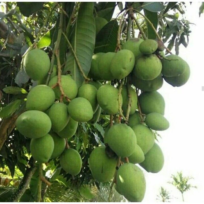 POKOK PAUH RINGAN KAMPUNG | Shopee Malaysia