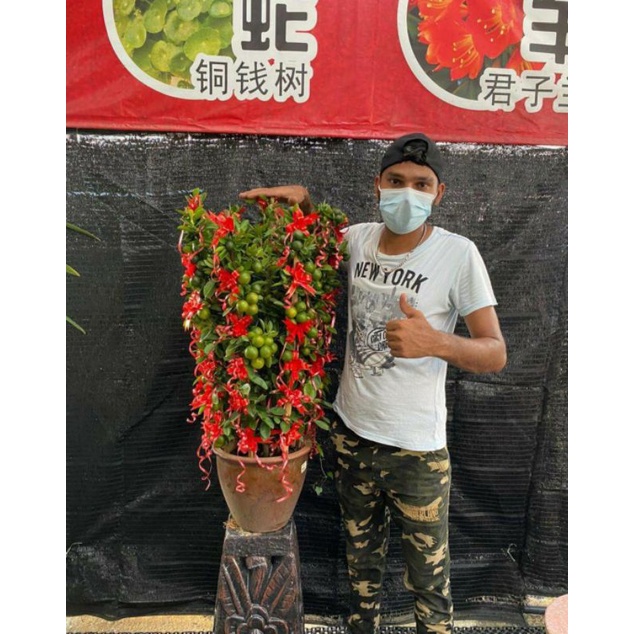 CNY Calamansi lime (Limau Kasturi) 大吉大利 | Shopee Malaysia