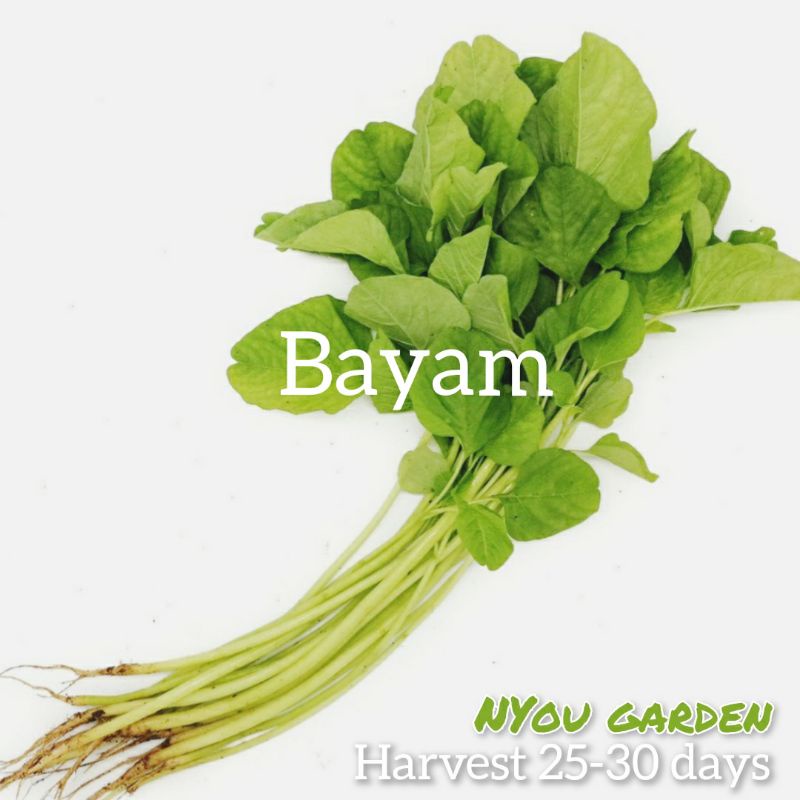 Biji benih Bayam Hijau daun bulat 2000 biji. Tuaian 25-30 hari | Shopee ...