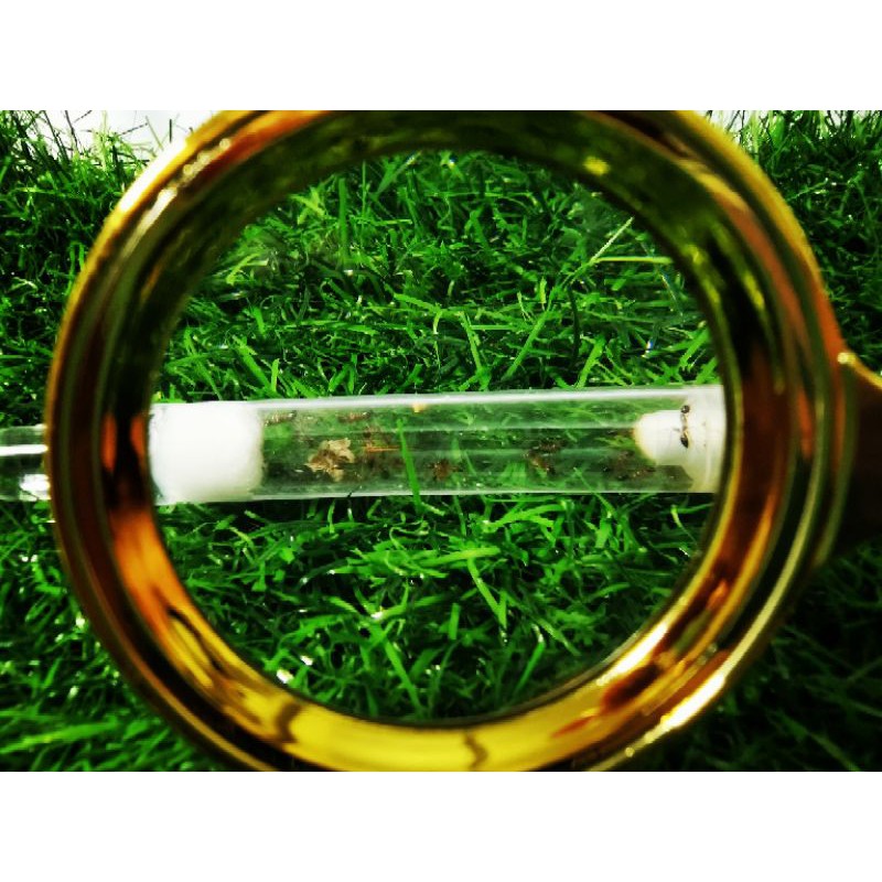 Magnifying Glass | Making Ant Observation Easier - Ant Farm Ant Keeping ...