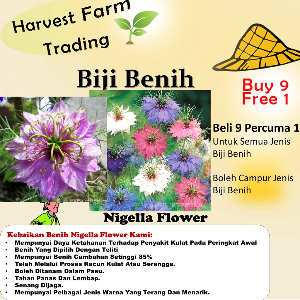 Biji Benih Bunga Nigella 40Pcs +- Bunga Daisy Dahlia zinnia bunga raya ...