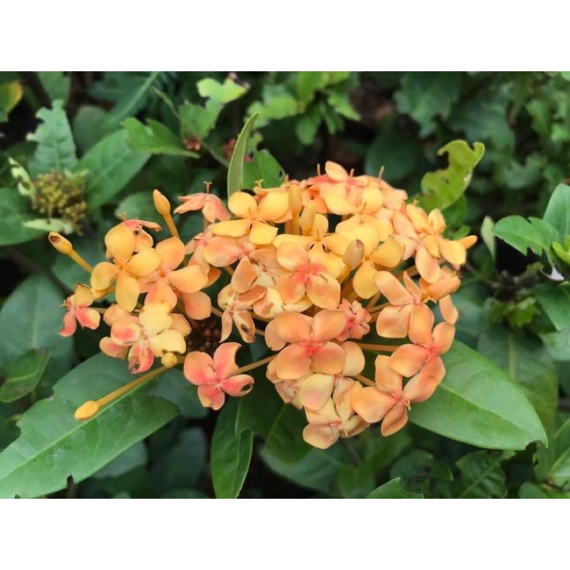 Pokok ixora / jejarum / siantan bunga wangi madagascar ixora, ixora ...