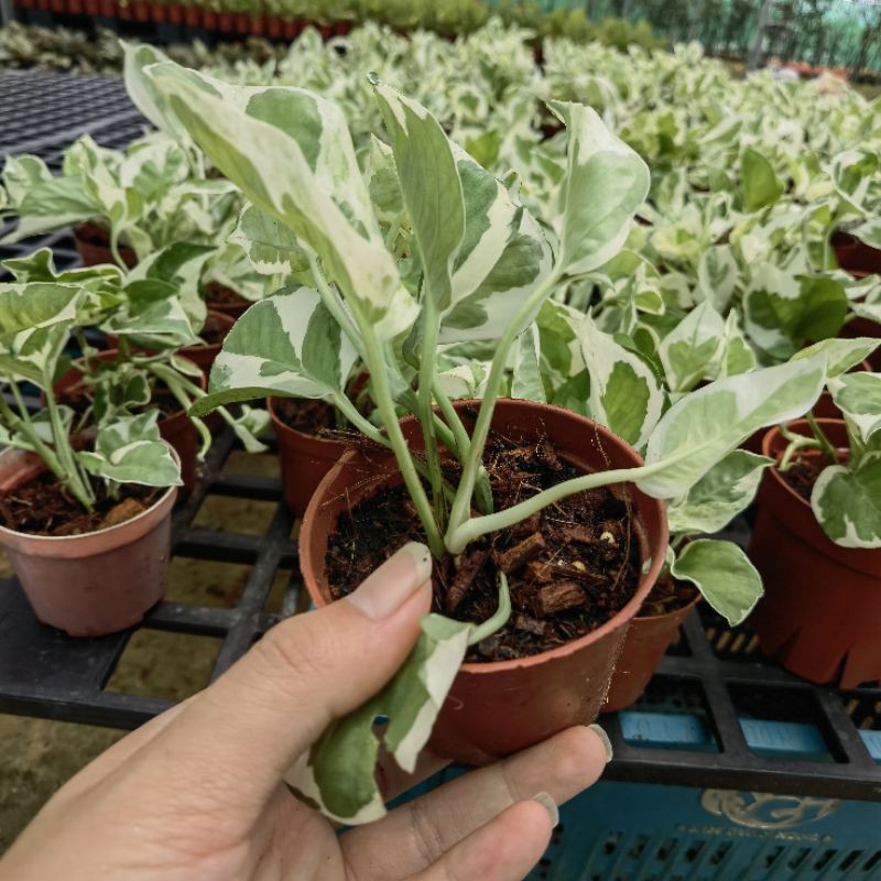 Epipremnum Aureum-Money Plant/Philodendron Brasil/Mican-N Joy-Indoor ...