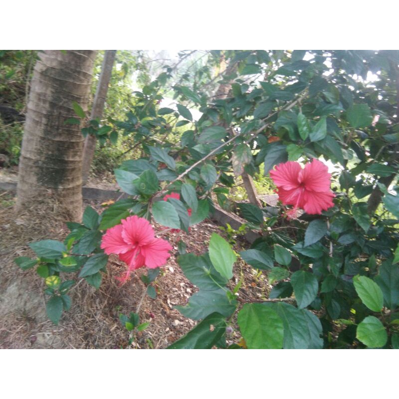 BUNGA RAYA /POKOK BUNGA RAYA/KERATAN BATANG | Shopee Malaysia