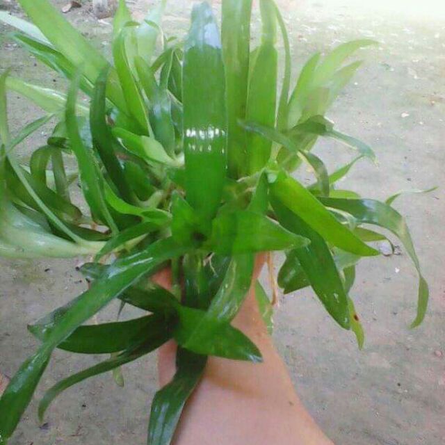 RUMPUT BEIJING / SITI KHADIJAH PENAWAR KENCING MANIS DETOX 10 ke 15 ...