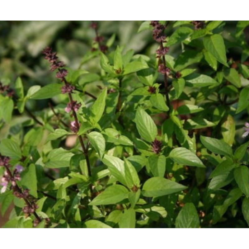 Thai Basil seeds / biji selasih Thai (100 seeds) | Shopee Malaysia