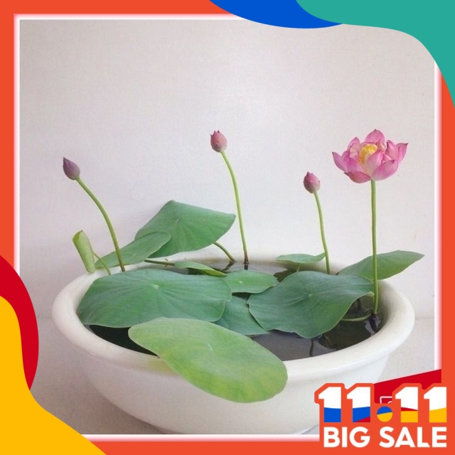 2pcs Biji bunga teratai / Lotus seeds / water lily rendam 6 hari ...