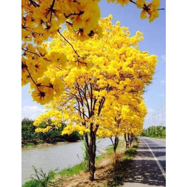 Pokok Chiang Rai Yellow Kuning pokok bunga landskap | Shopee Malaysia
