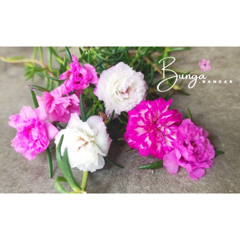 Combo 3 warna keratan batang Bunga Ros Jepun Carnation RJ viral ...