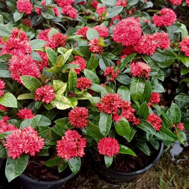 (READY STOCK) POKOK BUNGA IXORA,POKOK PECAH PERIUK, LIVE PLANT WITH ...