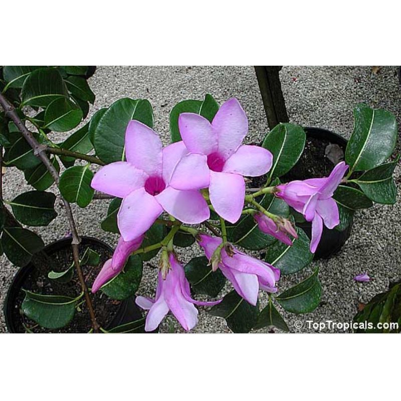 Pokok Bunga Memanjat Vine Garlic Frangipani Tassel Rubber curtain glow ...