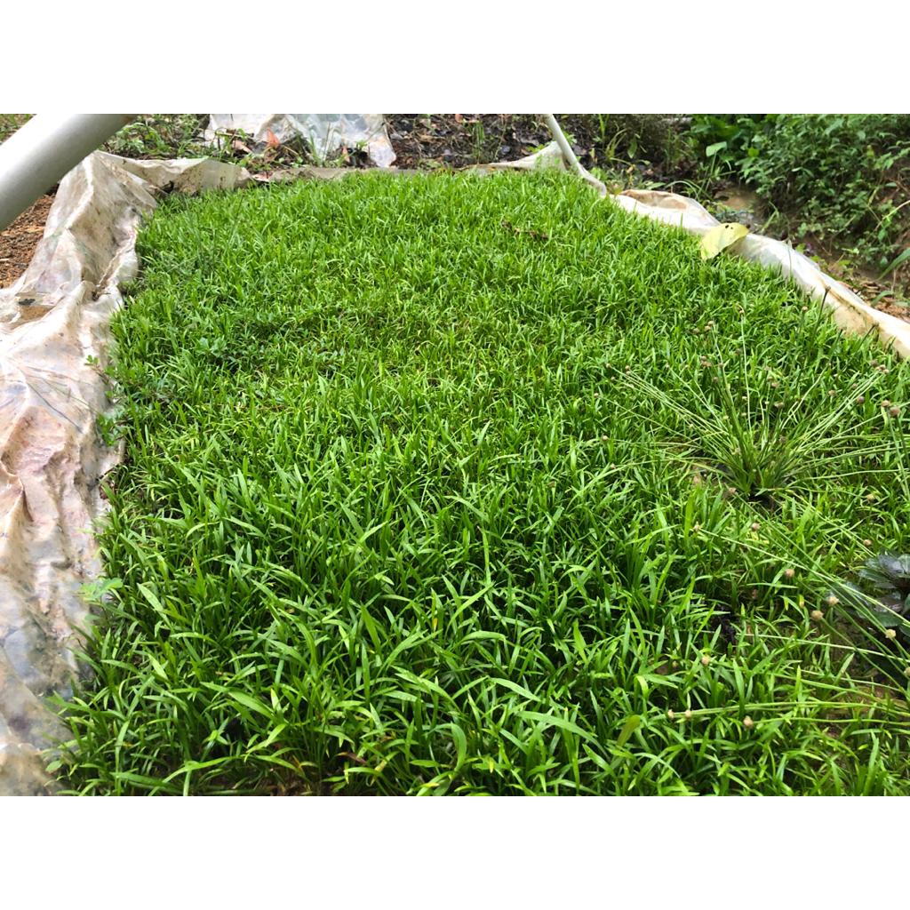 Echinodorus Tenellus Carpet Plant | Aquascape | Aquatic Plant ...