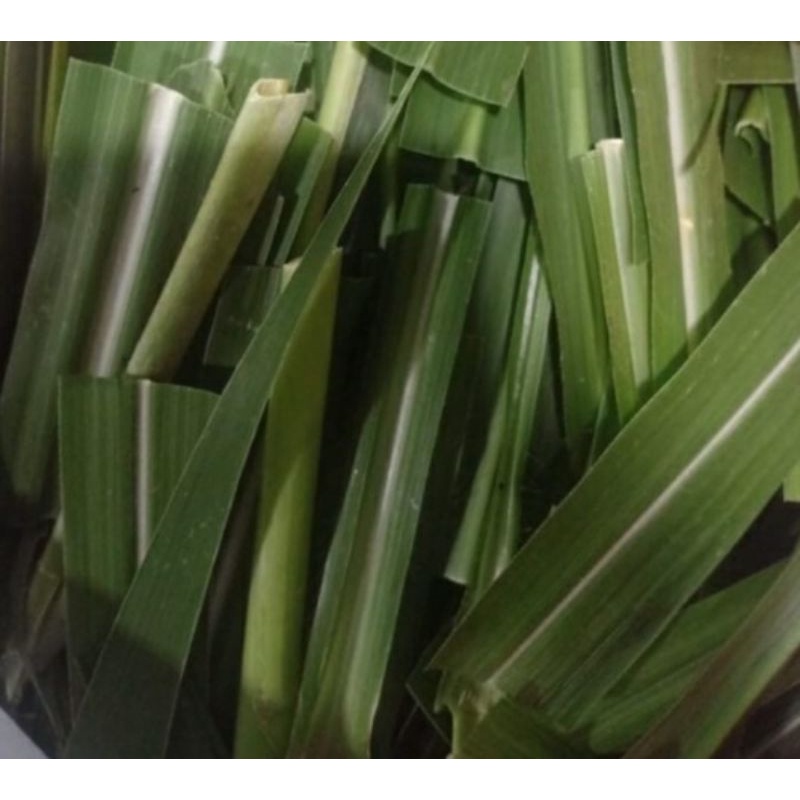 Keratan daun napier Pakchong (Guineapig/Rabbit) | Shopee Malaysia