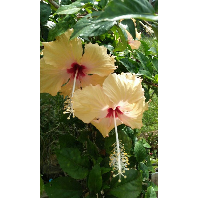 Pokok bunga raya warna beige | Shopee Malaysia