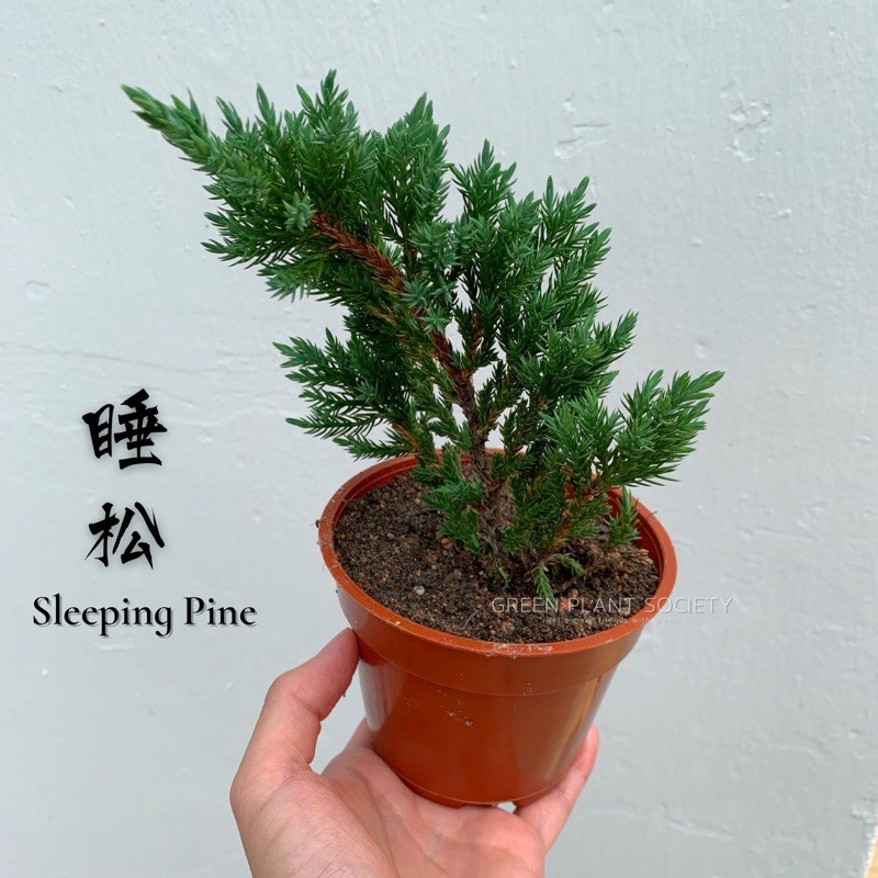GPS Green Plant Society live plant Sleeping Pine Bonsai 睡松 盆栽 | Shopee ...