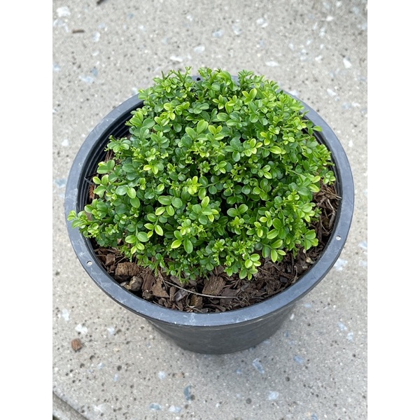 MC - MURRAYA EXOTICA MINI / CHINESE BOX 九里香 | Live Plant | Shopee Malaysia