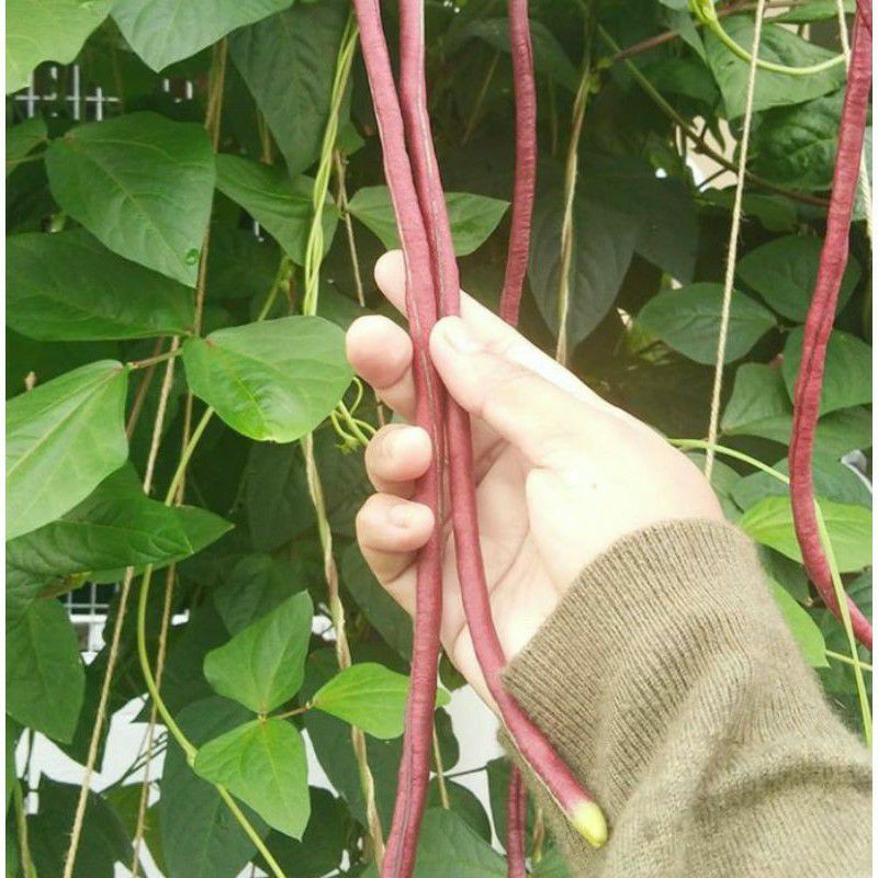 5 pcs benih kacang panjang merah /red long bean seed(climbing)plant ...