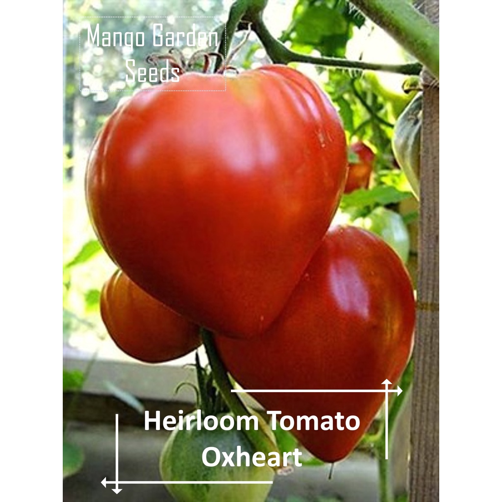Heirloom Oxheart Tomato Seeds - 5 Seed *Pot Friendly* Tanam Pasu, Heart ...