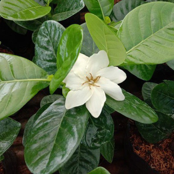 Pokok Bunga Cina/ Melur Cina | Shopee Malaysia