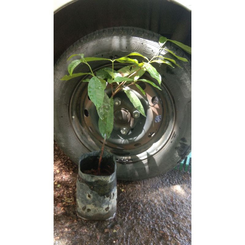 anak pokok ulam serai kayu | Shopee Malaysia