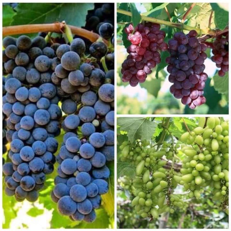 pokok Angur yang dah ada akar | Shopee Malaysia